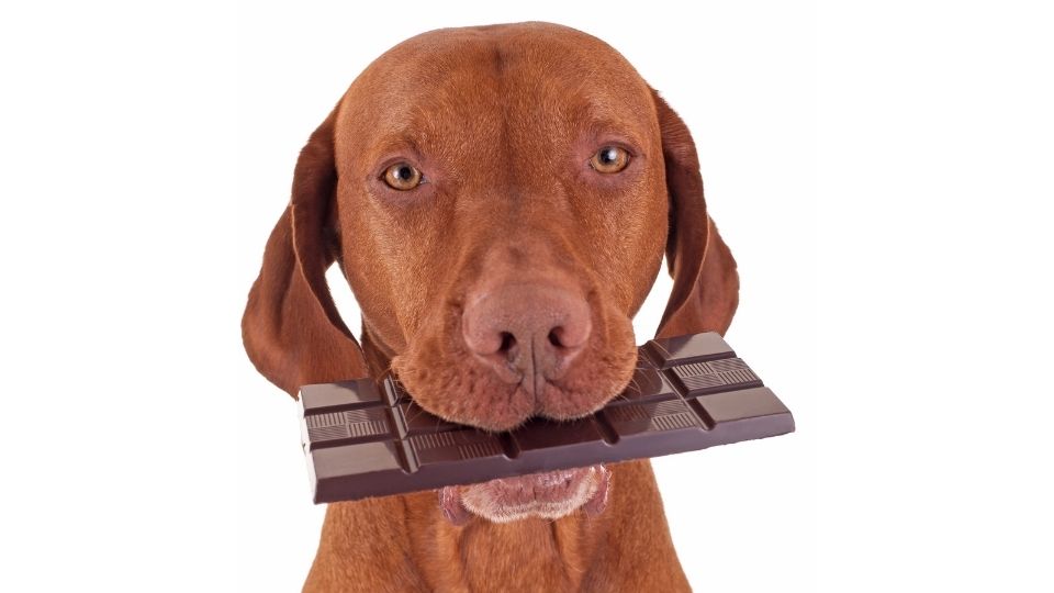 INTOXICACIÓN POR CHOCOLATE EN PERROS - MyVet